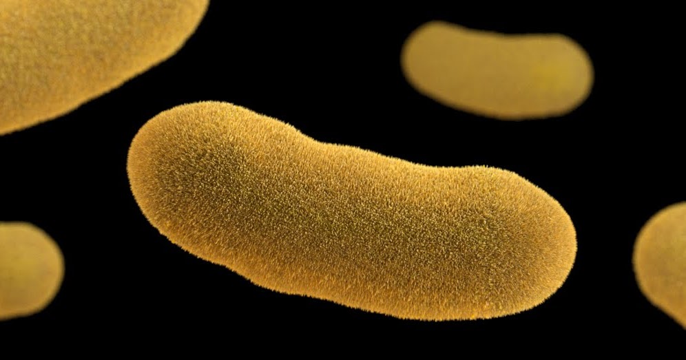 Yersinia (Yersinia enterocolitica,Yersinia pestis) - Microbiology ...