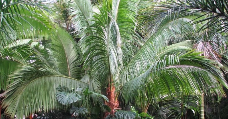 Kalenjin Trees and Shrubs (English-Kalenjin) ~ Tabutany' ak cheplanget