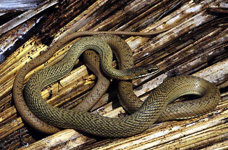 Reptossaurus: SERPENTES da CAATINGA