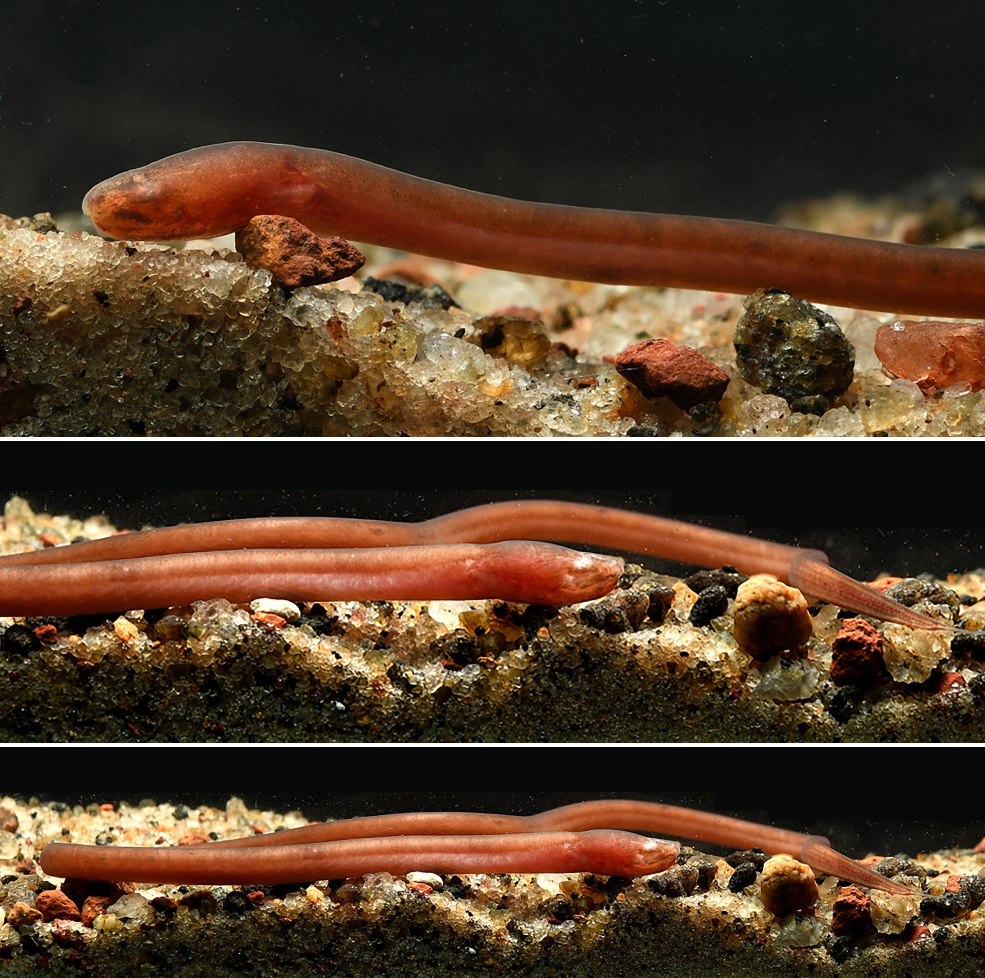 Species New to Science: [Ichthyology • 2020] Rakthamichthys gen. nov ...