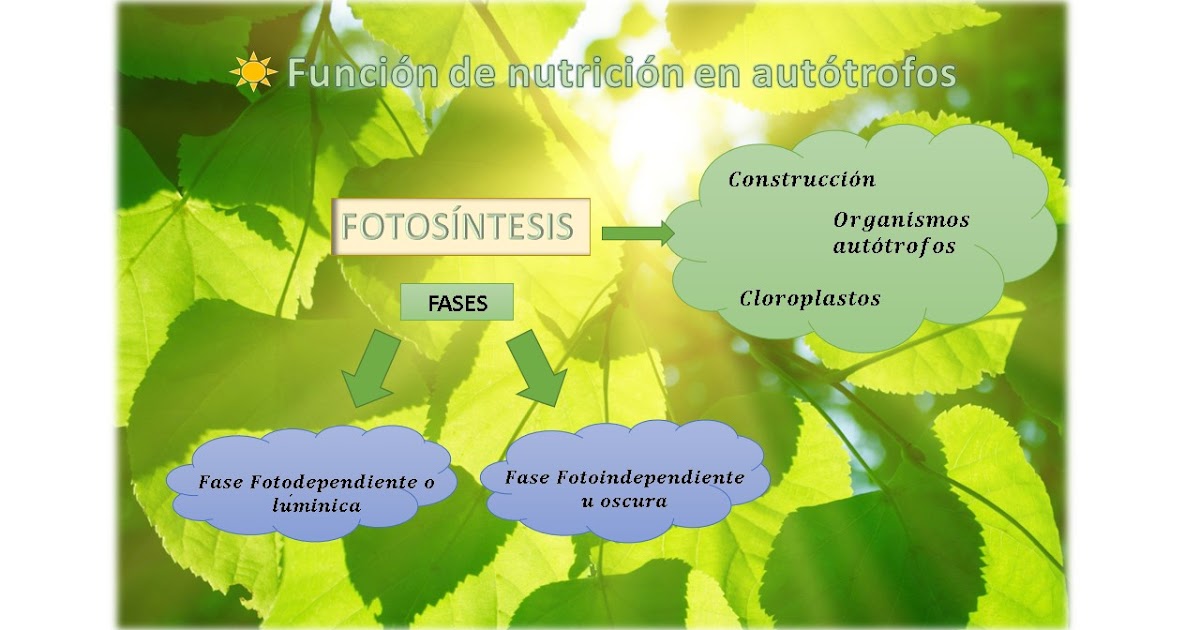 Nutrición en autótrofos: claves para un metabolismo saludable
