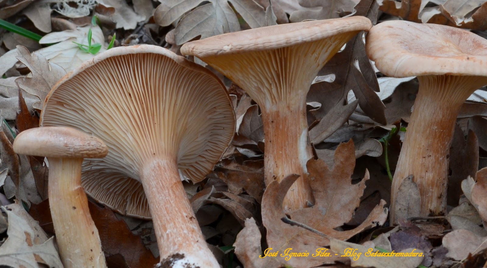 Setas Extremadura : Clitocybe Geotropa