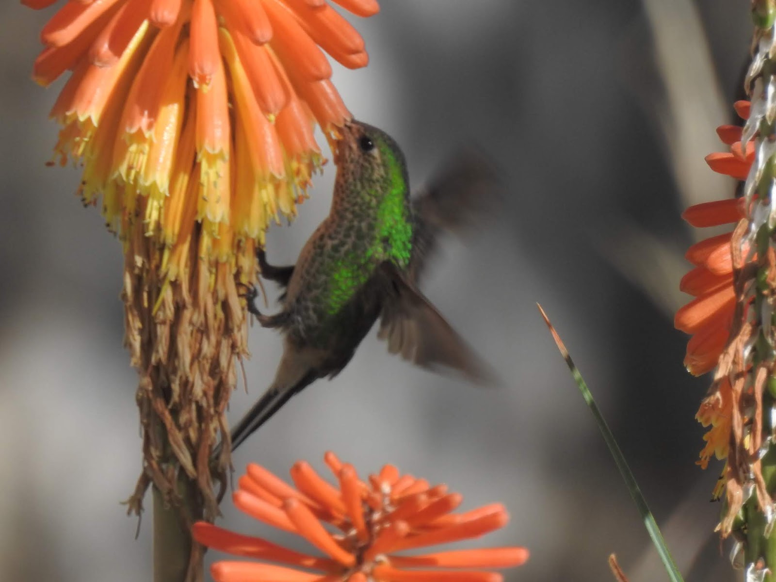 ALEJANDRO NEMEC FOTOGRAFIAS: COLIBRI DE COLA LARGA O COMETA