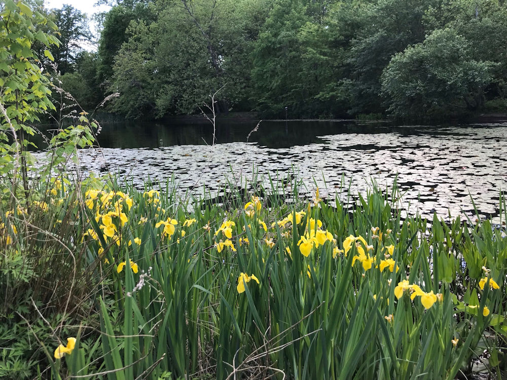 An English Girl Rambles from 2016 to ....: WALNEY POND - PART 2