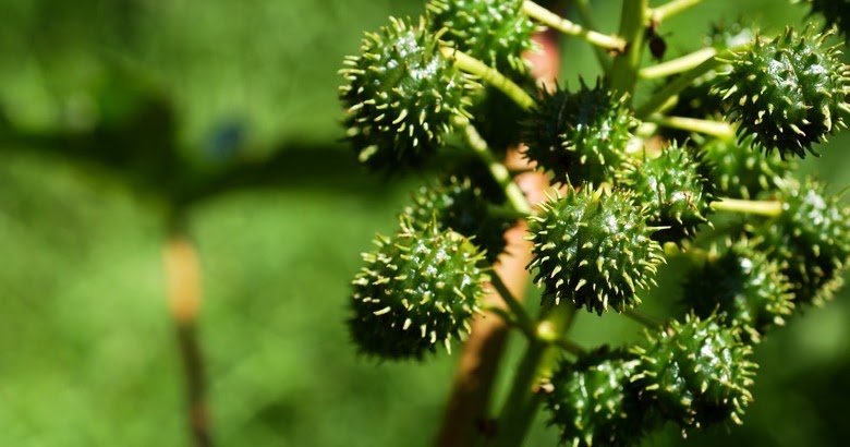 AGRICULTURA NO BRASIL: Cultivares de Mamona