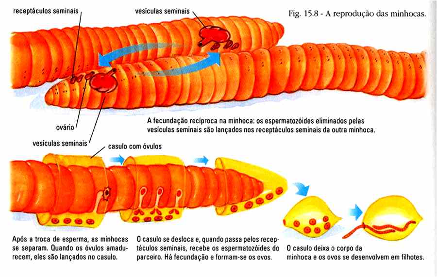 Vermes Superiores: Classe Polychaeta e Classe Clitellata