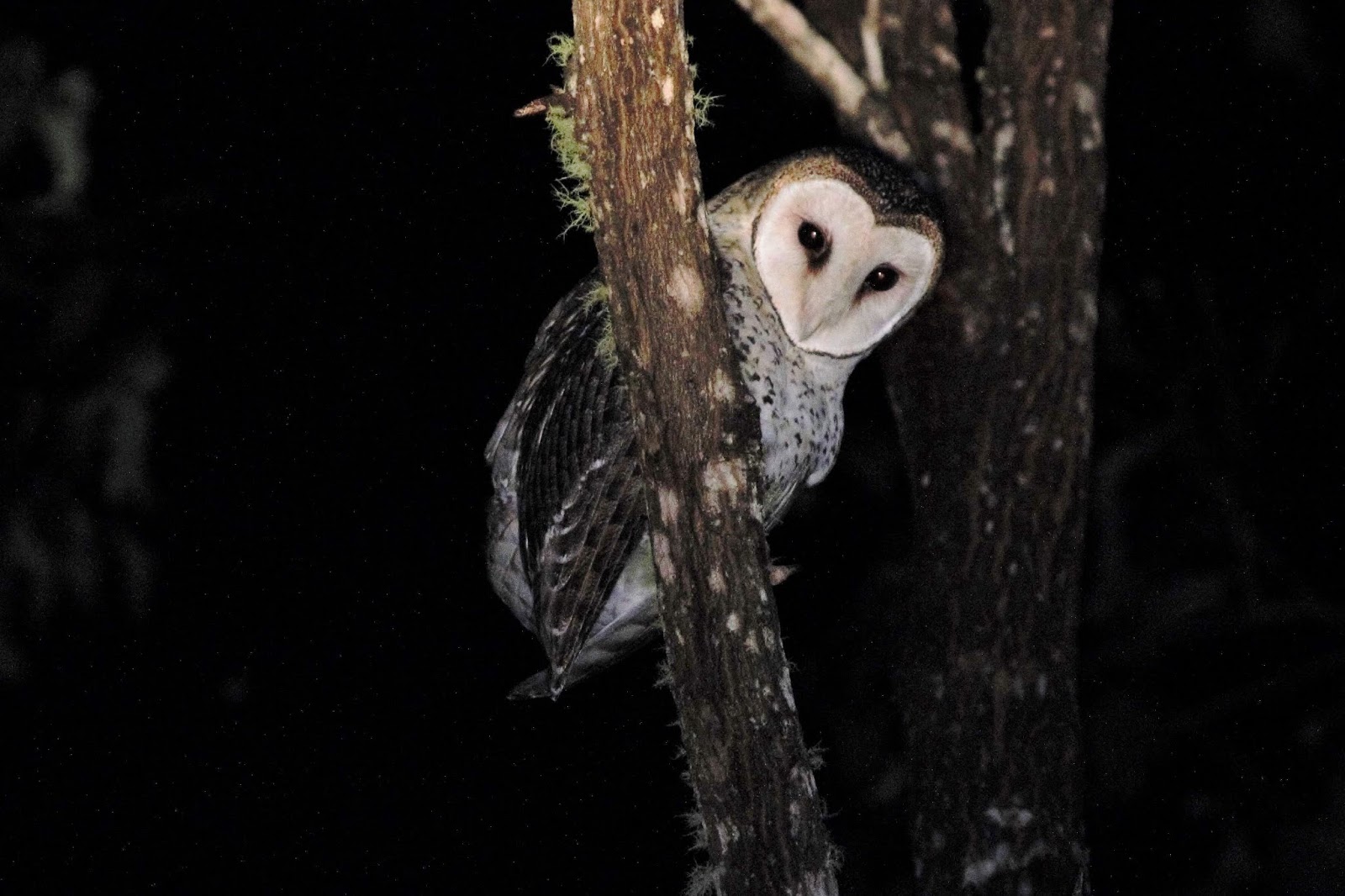 sunshinecoastbirds: Four Masked Owls in one night, Black Falcon & new ...