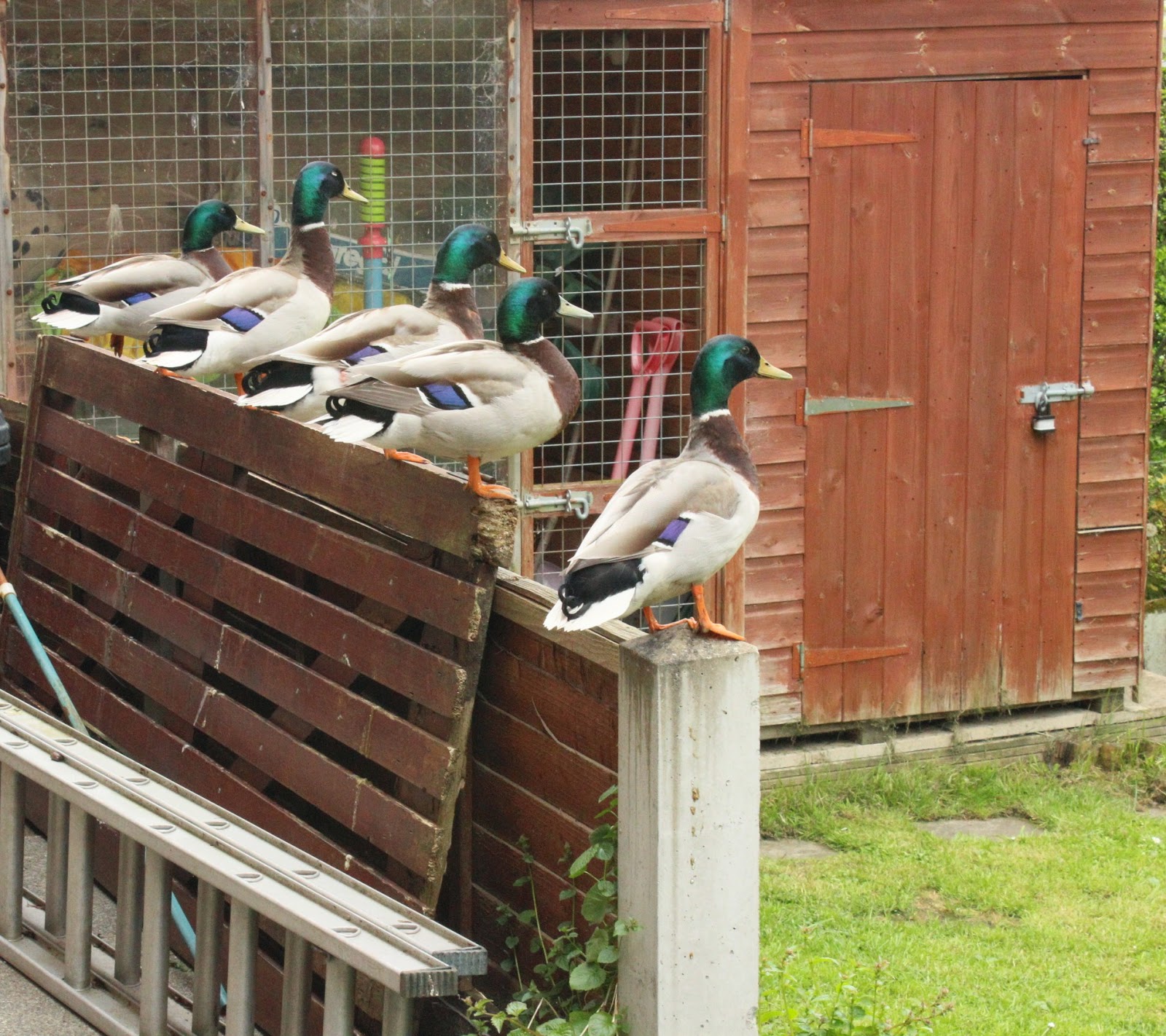 Tracey's Threads: Ducks on the fence