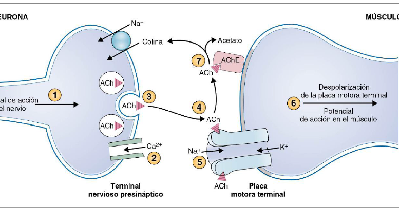 MISTER MÉDICO : Unión Neuromuscular
