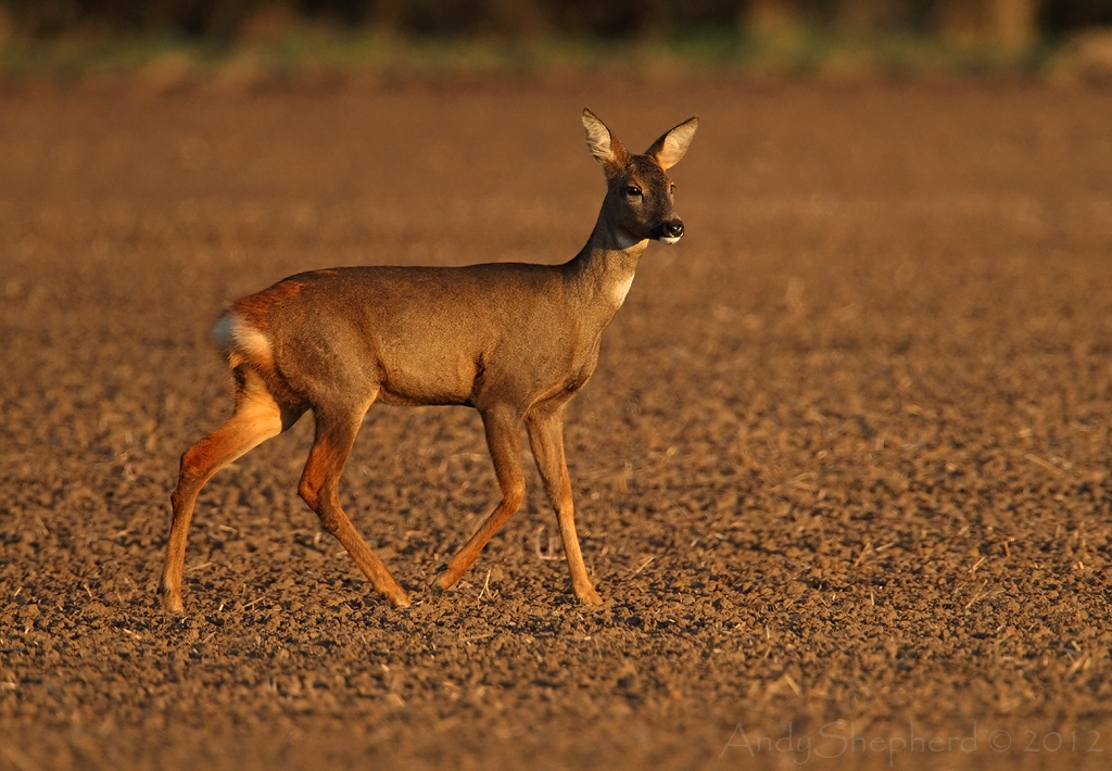 Andy Shepherd Wildlife Photography: Roe Deer