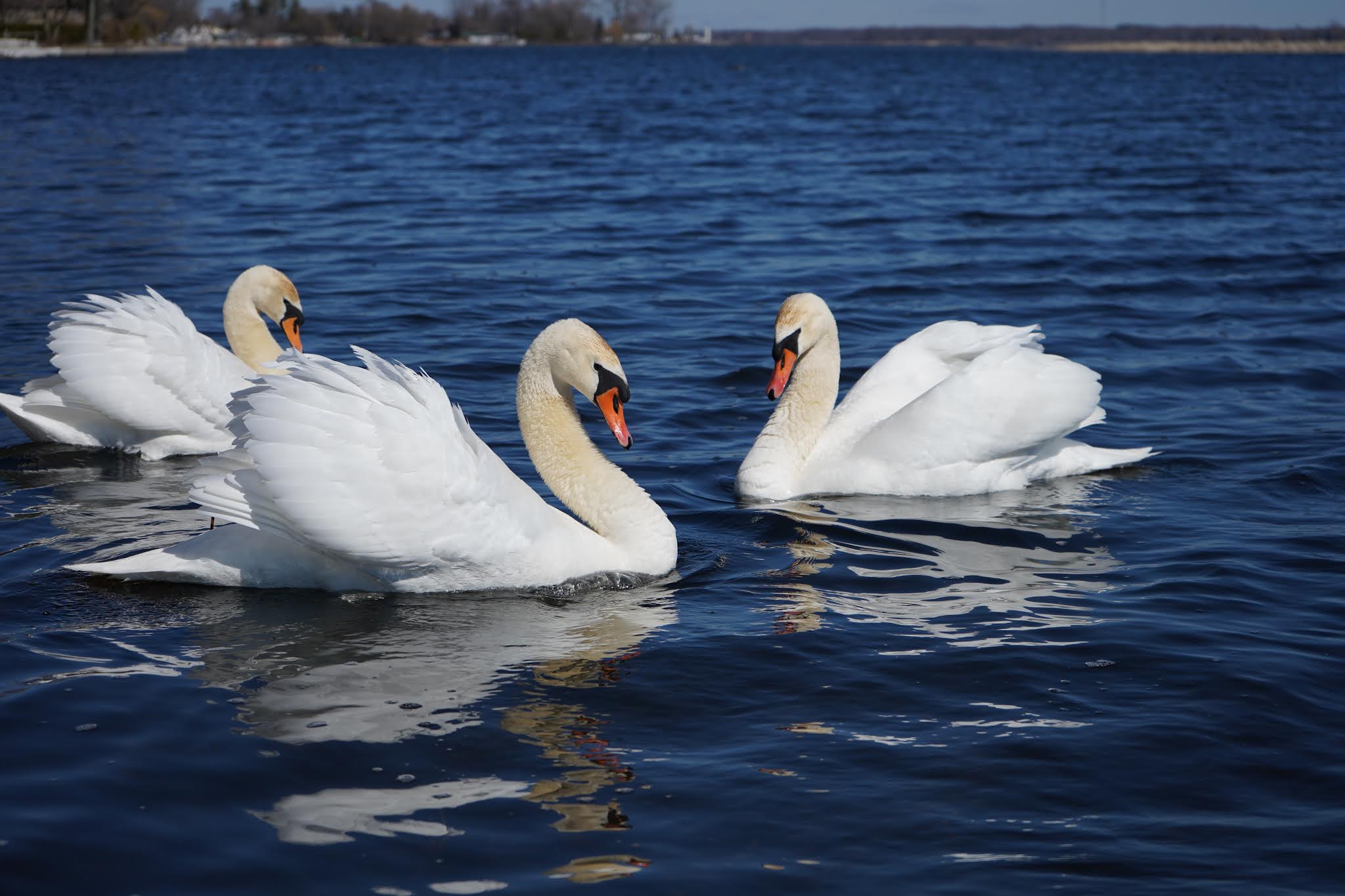 The wild Swans at Coole analysis/ summary...