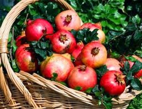 Homo Universalis: Η ΡΟΔΙΑ { ..είναι η τρελή ροδιά που μάχεται τη ...