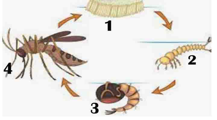 Download Soal PAT IPA Kelas 4 SD/MI Semester 2 Tahun 2021/2022 ...
