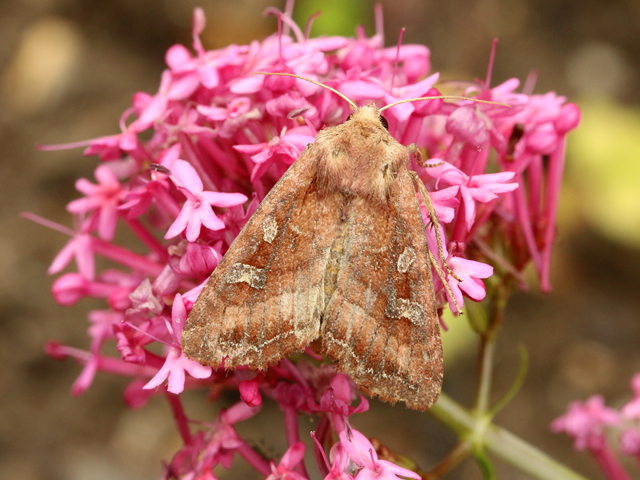 Portland Bird Observatory and Field Centre: 4th July