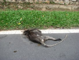 Roadkills in Malaysia: A personal experience