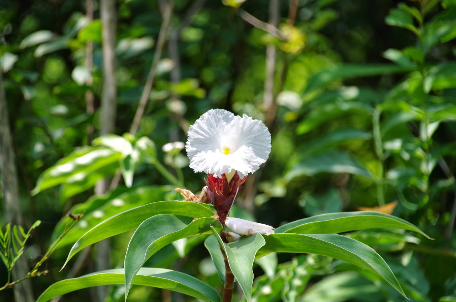 Trees and Plants: Costus lacerus, Red Costus