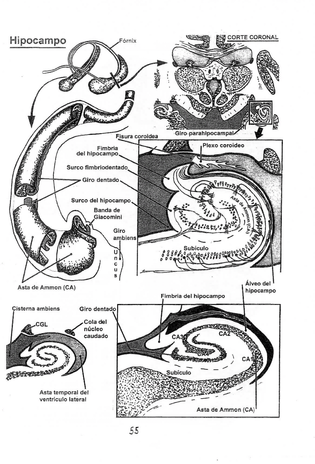 Estudiante de medicina : Apunte de neuroanatomia de Forlizzi Pro