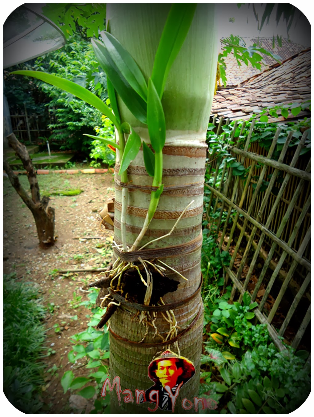 Ide 34+ Cara Menanam Anggrek Di Pohon