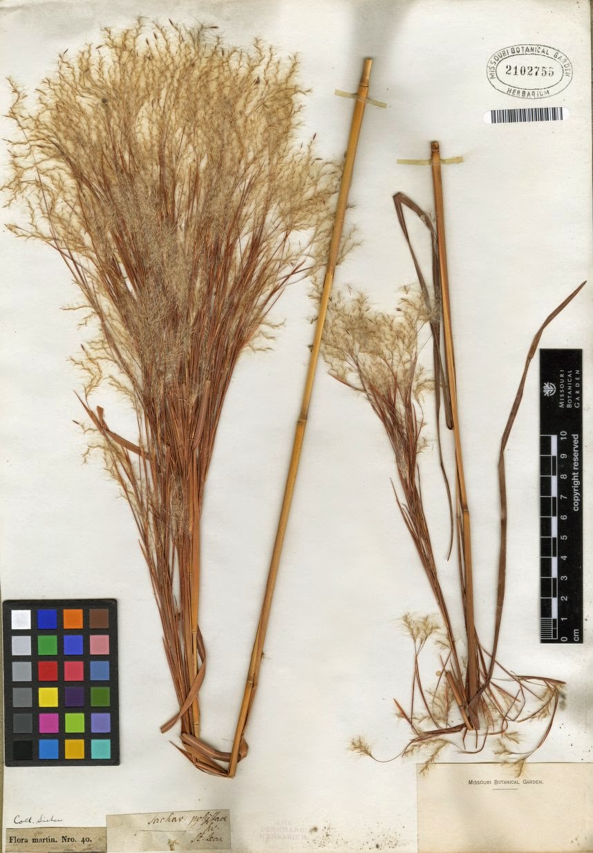 Flora de Puerto Rico Ilustrada Papo Vives: POACEAE ANDROPOGON BICORNIS ...