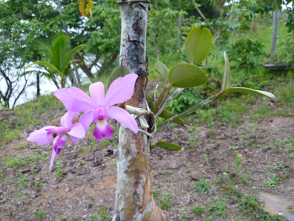 Cattleya violacea care and culture | Travaldo's blog