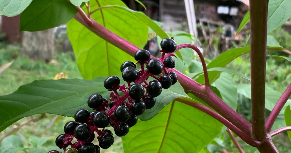 Poke, An Introduction