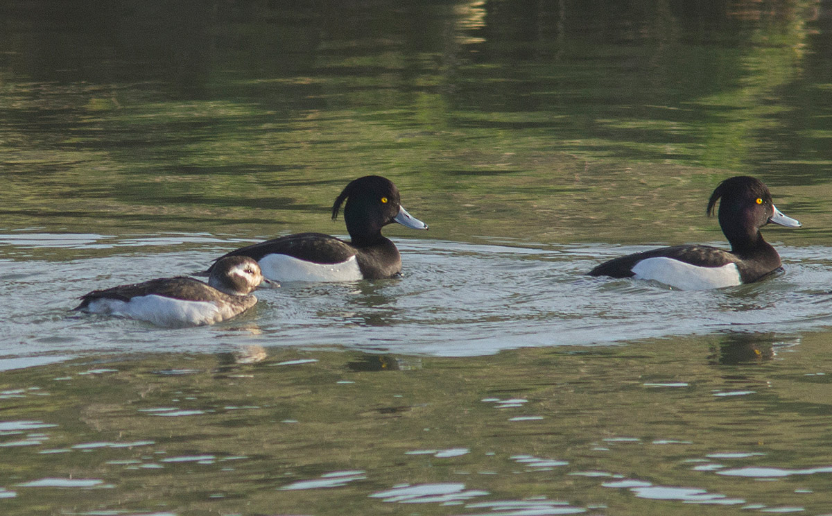 Weedon's World of Nature: Long-tailed Duck with Tufted Duck scale bar