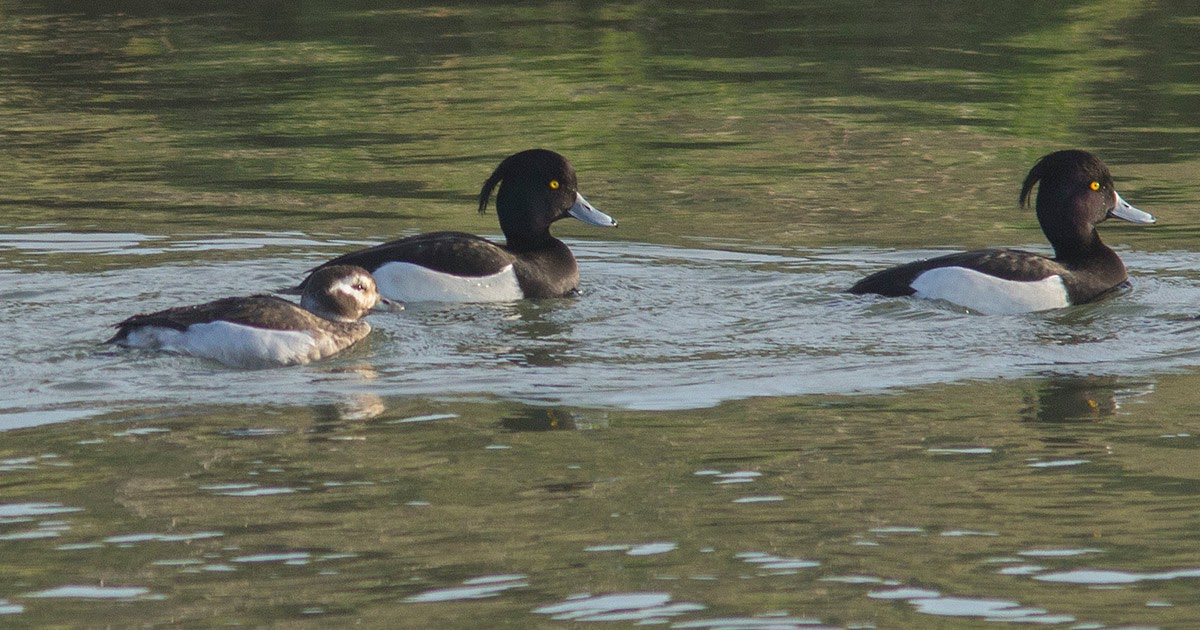 Weedon's World of Nature: Long-tailed Duck with Tufted Duck scale bar