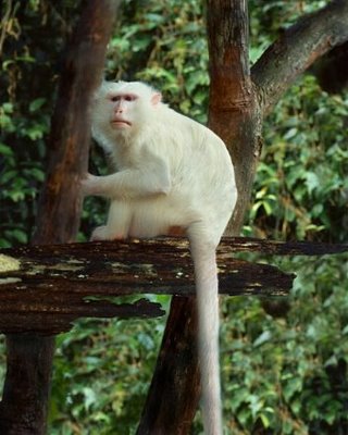 Animals World: white monkey