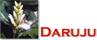 Jamu & Herba Indonesia: KHASIAT KESEHATAN DARUJU