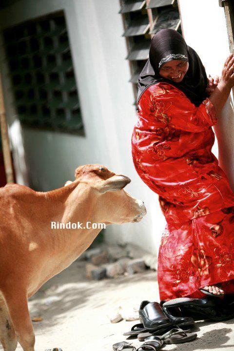 Mitos Kenapa Lembu Tak Suka Kain Warna Merah | REALITI INSAN