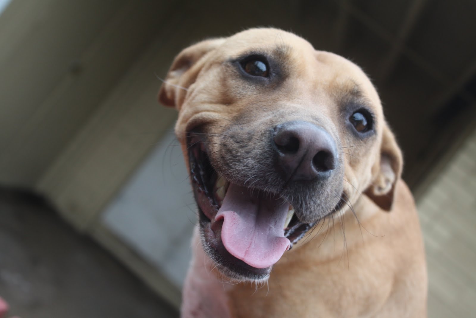 Houston Indie Dog Rescue: Moonpie, the Southern Belle, Black Mouth Cur Mix