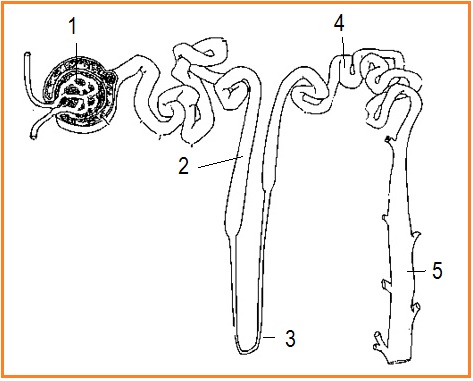 BIOLOGI GONZAGA: KUMPULAN SOAL BIOLOGI - BUKU UN