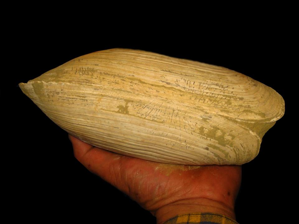 Biodiversity of Cyprus by NGO Protection of the Natural Heritage and ...