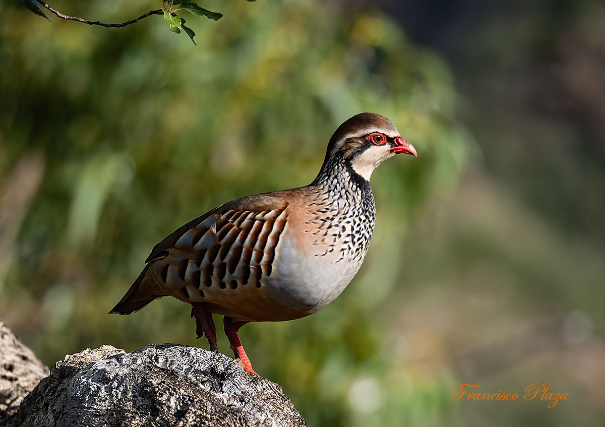 Fotos Fplaza: Perdiz común, o perdiz roja. Una entrada nueva de esta ...