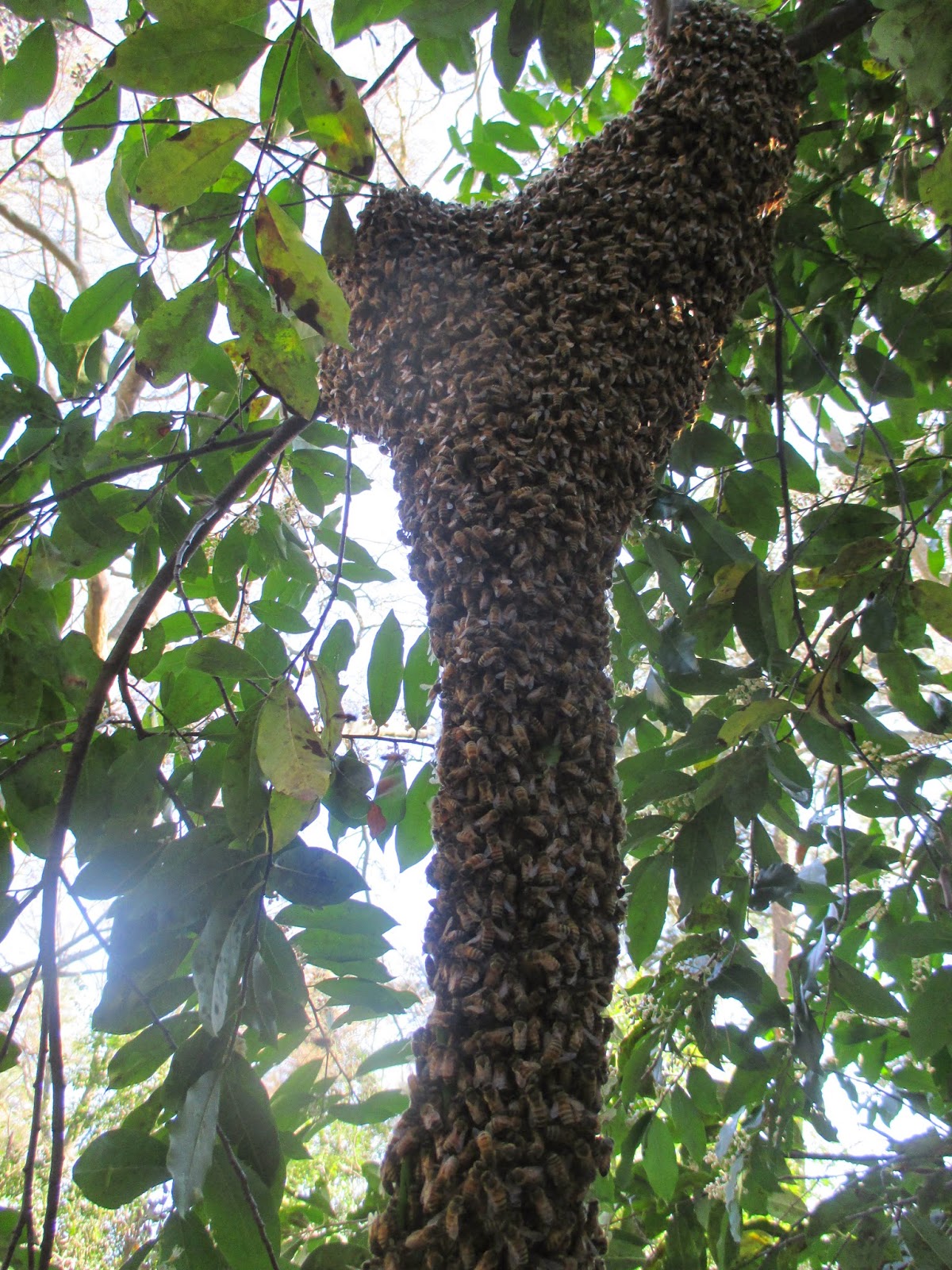 Linda's Bees: Swarm at Tom's - Two Cat Size