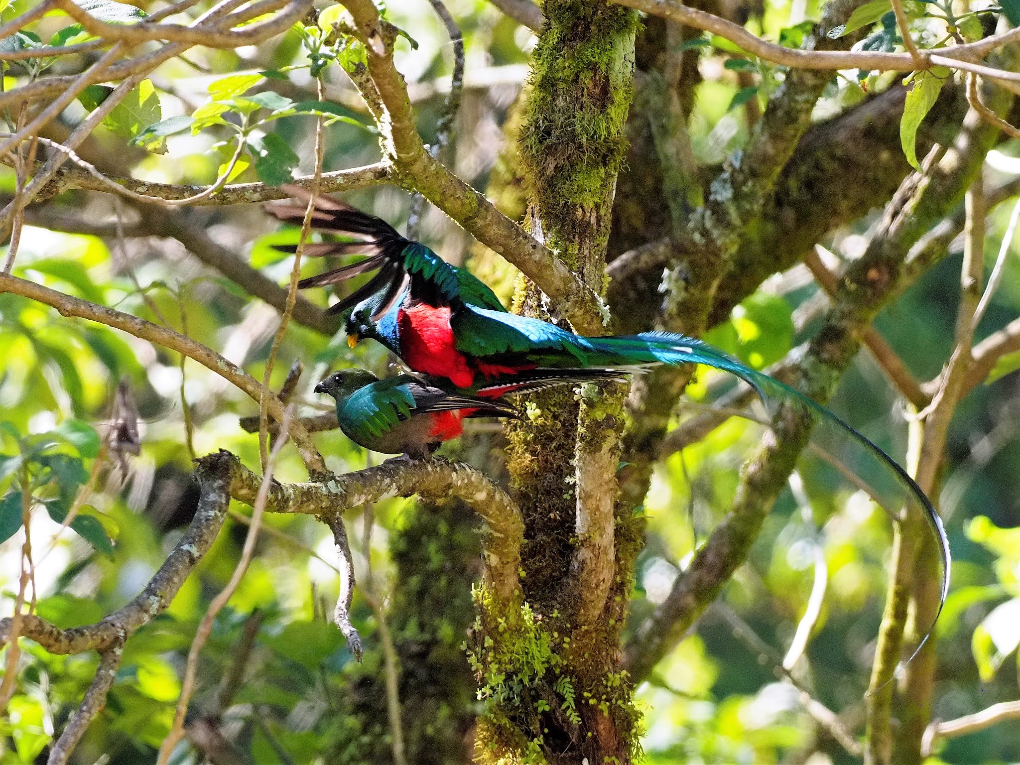 Follow The Sykes Birds