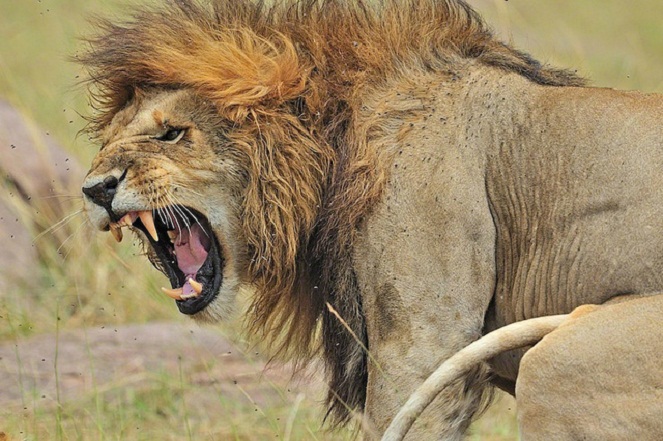 5 Crazy Rites That Are Still Performed By Tribes in Africa To Today ...