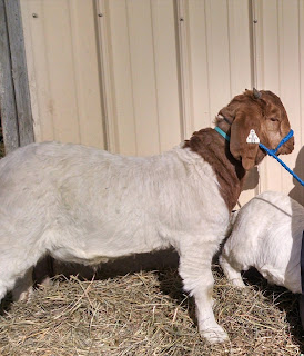 Barn 2 Fridge: Boer vs Texas Genemaster Goats