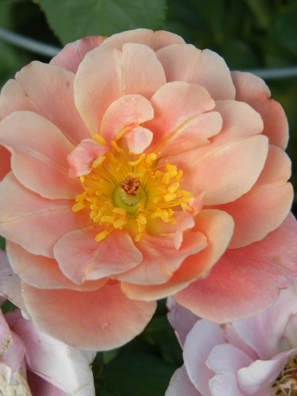 Red Dirt Roses: Distant Drums Brings Back Memories