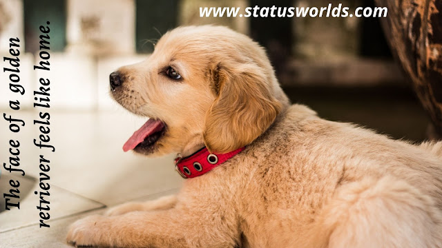 100+ Best [Famous] Dog Status And Quotes [2020] For Facebook And Whats App