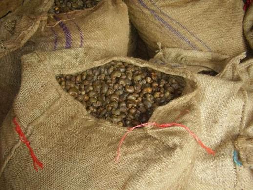 MUTAZA et ECODAIZ: L’importance de l’anacarde dans le District du Zanzan