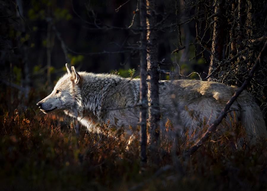 White Wolf : Stunning beauty of wild wolves in Finland by award winning ...