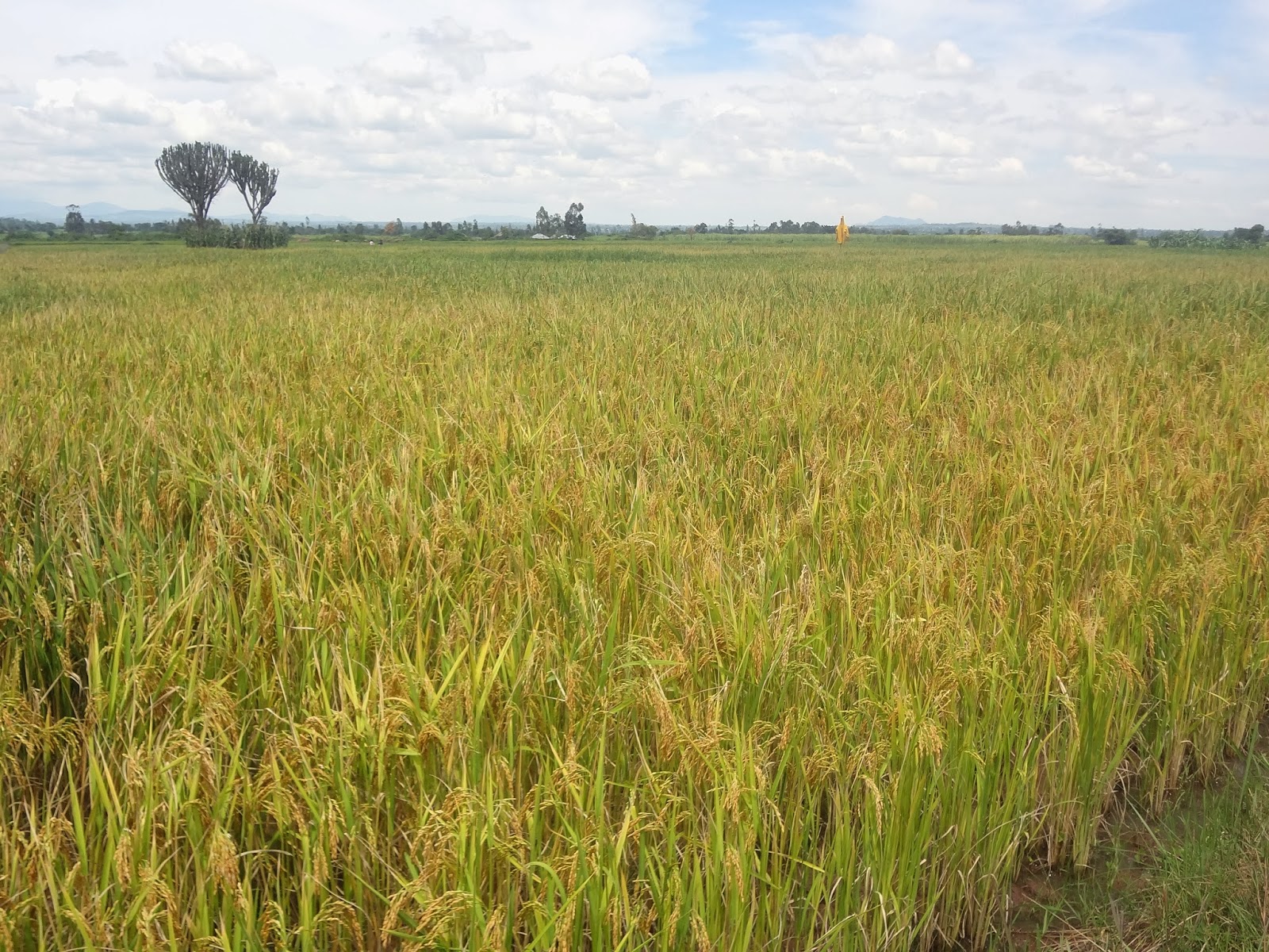 NDHIWA MAARIFA CENTRE: Upland rice adoption in Pala Koguta division ...