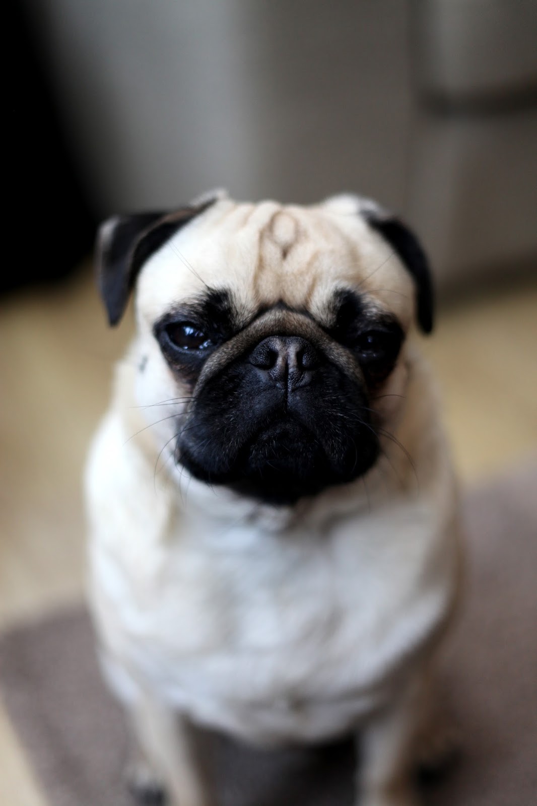 KPs Curiosities: PUG LOVE