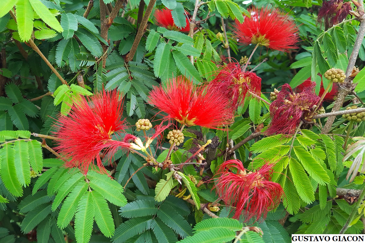 Viveiro Ciprest - Plantas Nativas e Exóticas: Caliandra Vermelha de ...
