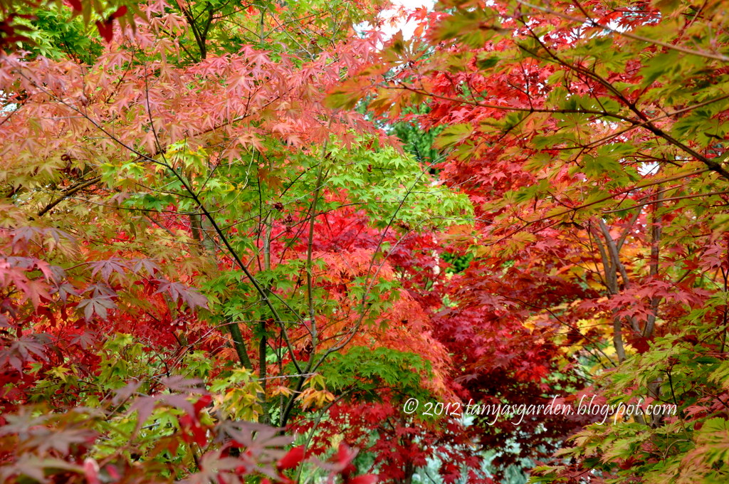 MySecretGarden: Japanese Maples (And Others) in Yang's Garden. Part 1