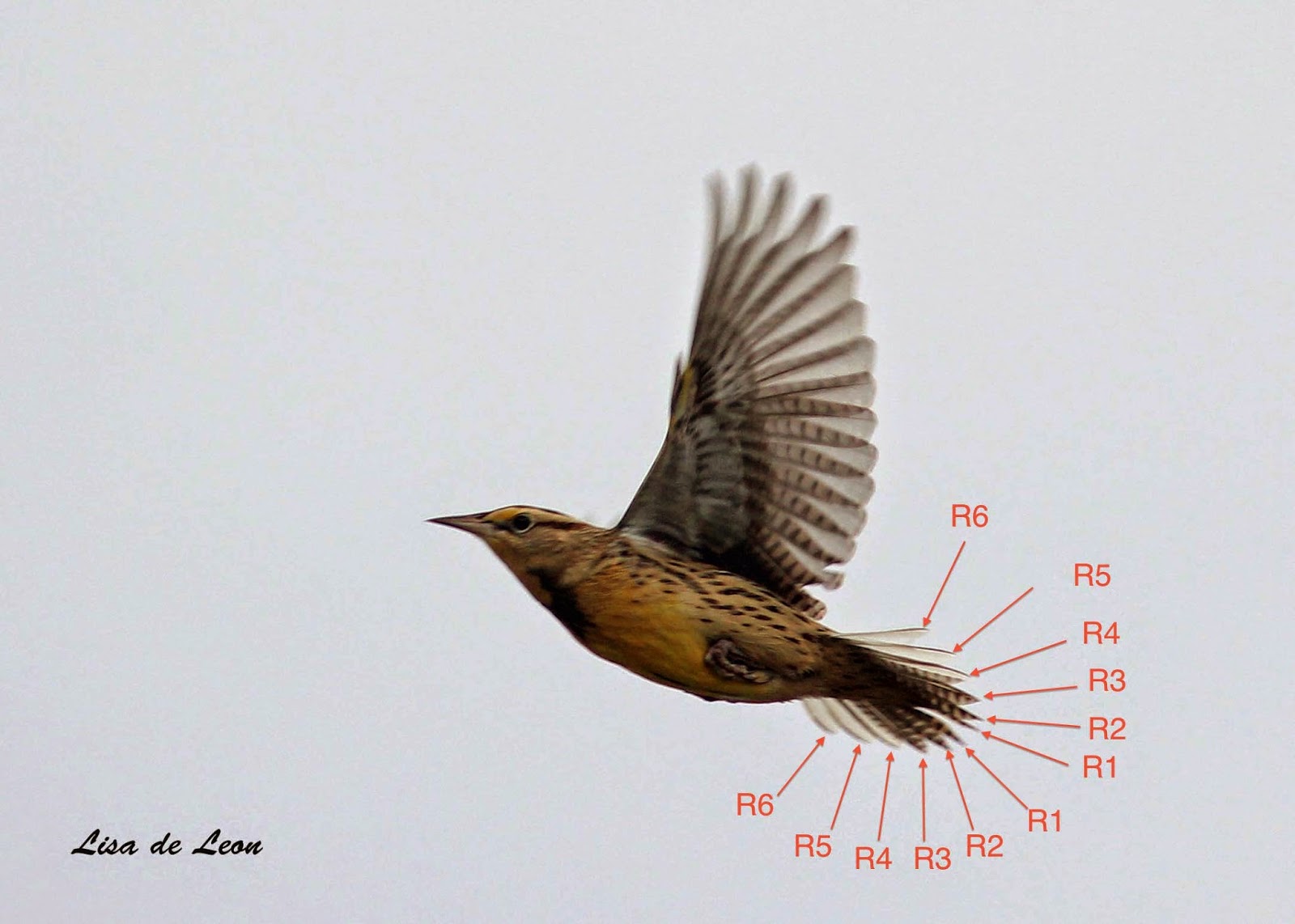 Birding with Buckley: A Meadowlark Appears