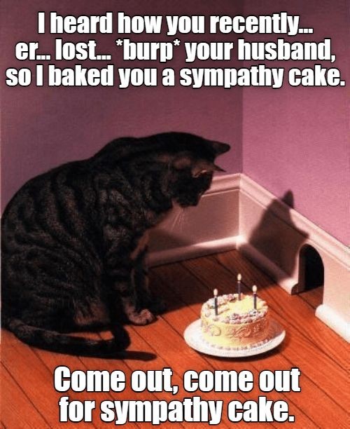 Cheer 24 Cat Memes I Honestly Can't Stop Laughing At