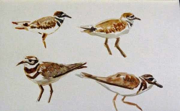 art, birds, nature: Drawing Killdeer With a Brush