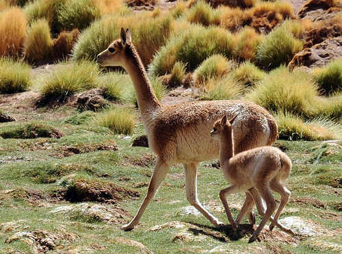 La vicuña del Perú, la lana más fina del mundo: Das Vikunja, Nahaufnahmen
